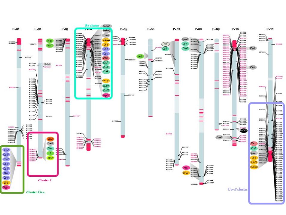 Genome wide analysis of NL genes in common bean genome GDYNPATHE V. Geffroy IPS2 - Ametys, Web ...